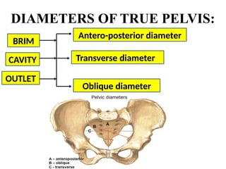 FEMALE PELVIS. Midwifery and obstetrical nursing.pptx