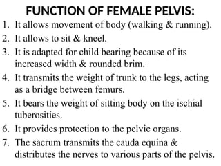FEMALE PELVIS. Midwifery and obstetrical nursing.pptx