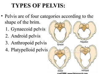 FEMALE PELVIS. Midwifery and obstetrical nursing.pptx