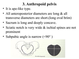 FEMALE PELVIS. Midwifery and obstetrical nursing.pptx