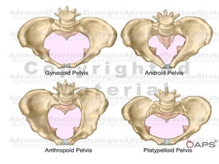 FEMALE PELVIS. Midwifery and obstetrical nursing.pptx