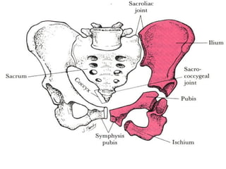 FEMALE PELVIS. Midwifery and obstetrical nursing.pptx