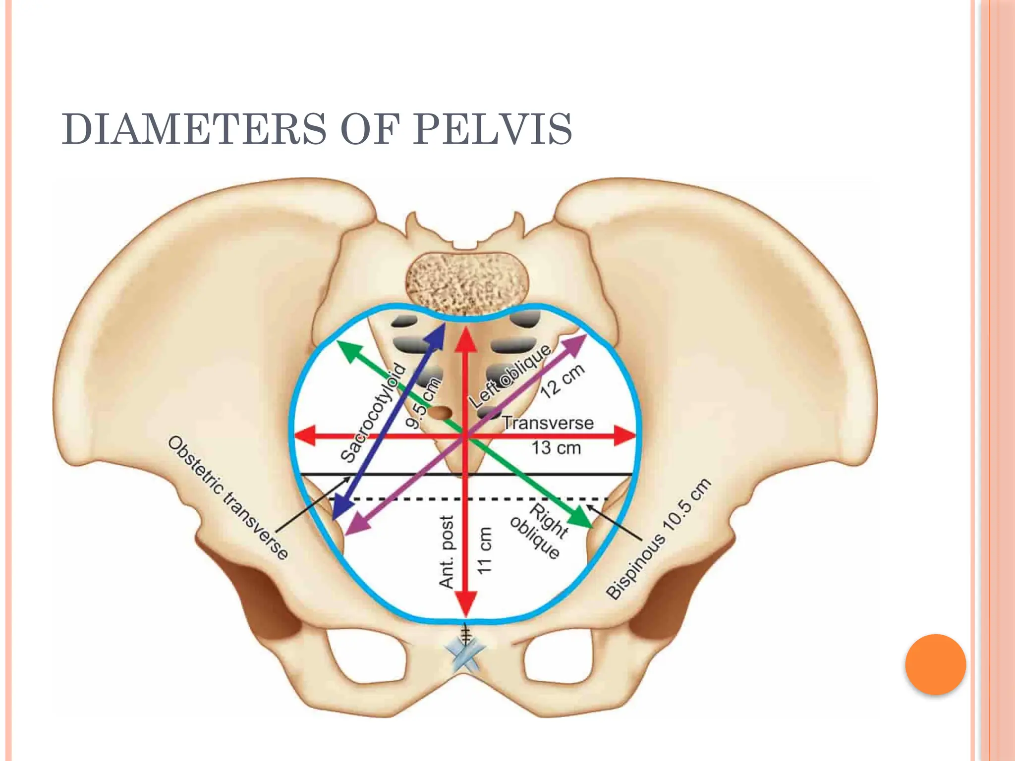 FEMALE PELVIS FOR B.SC NURSING STUDENT. | PPTX