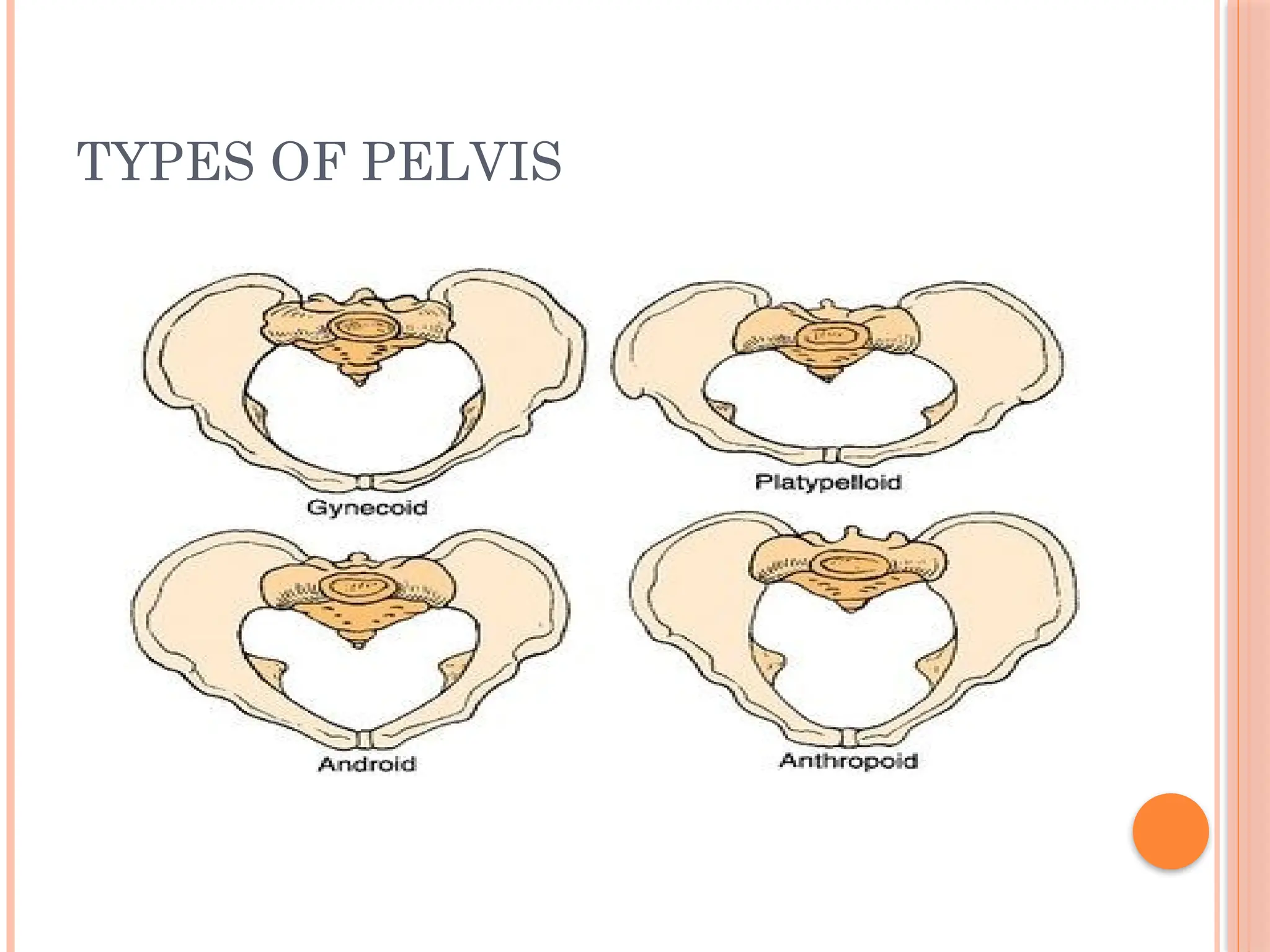 FEMALE PELVIS FOR B.SC NURSING STUDENT. | PPTX
