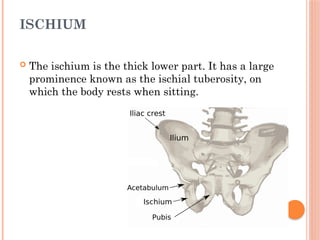 FEMALE PELVIS FOR B.SC NURSING STUDENT. | PPTX