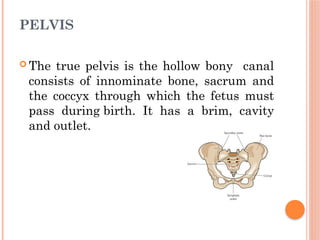 FEMALE PELVIS FOR B.SC NURSING STUDENT. | PPTX