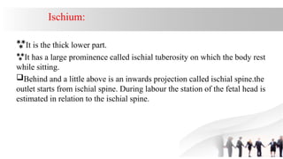 female pelvis.pptnaglakshi sssssssssssss | PPT