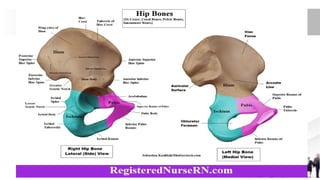 female pelvis.pptnaglakshi sssssssssssss | PPT | Free Download
