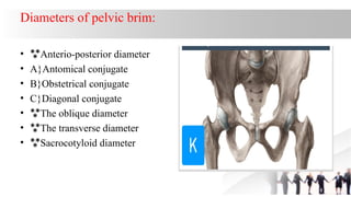 female pelvis.pptnaglakshi sssssssssssss | PPT
