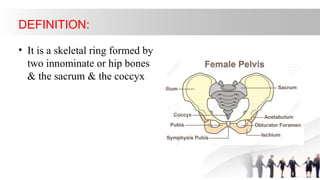 female pelvis.pptnaglakshi sssssssssssss | PPT