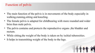 female pelvis.pptnaglakshi sssssssssssss | PPT