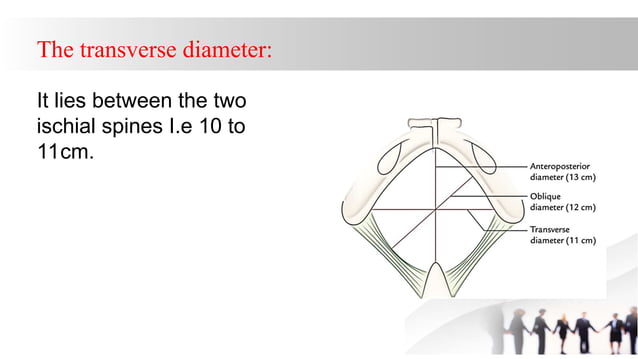 female pelvis.pptnaglakshi sssssssssssss | PPT