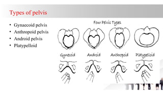 female pelvis.pptnaglakshi sssssssssssss | PPT