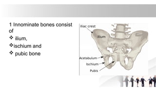 female pelvis.pptnaglakshi sssssssssssss | PPT