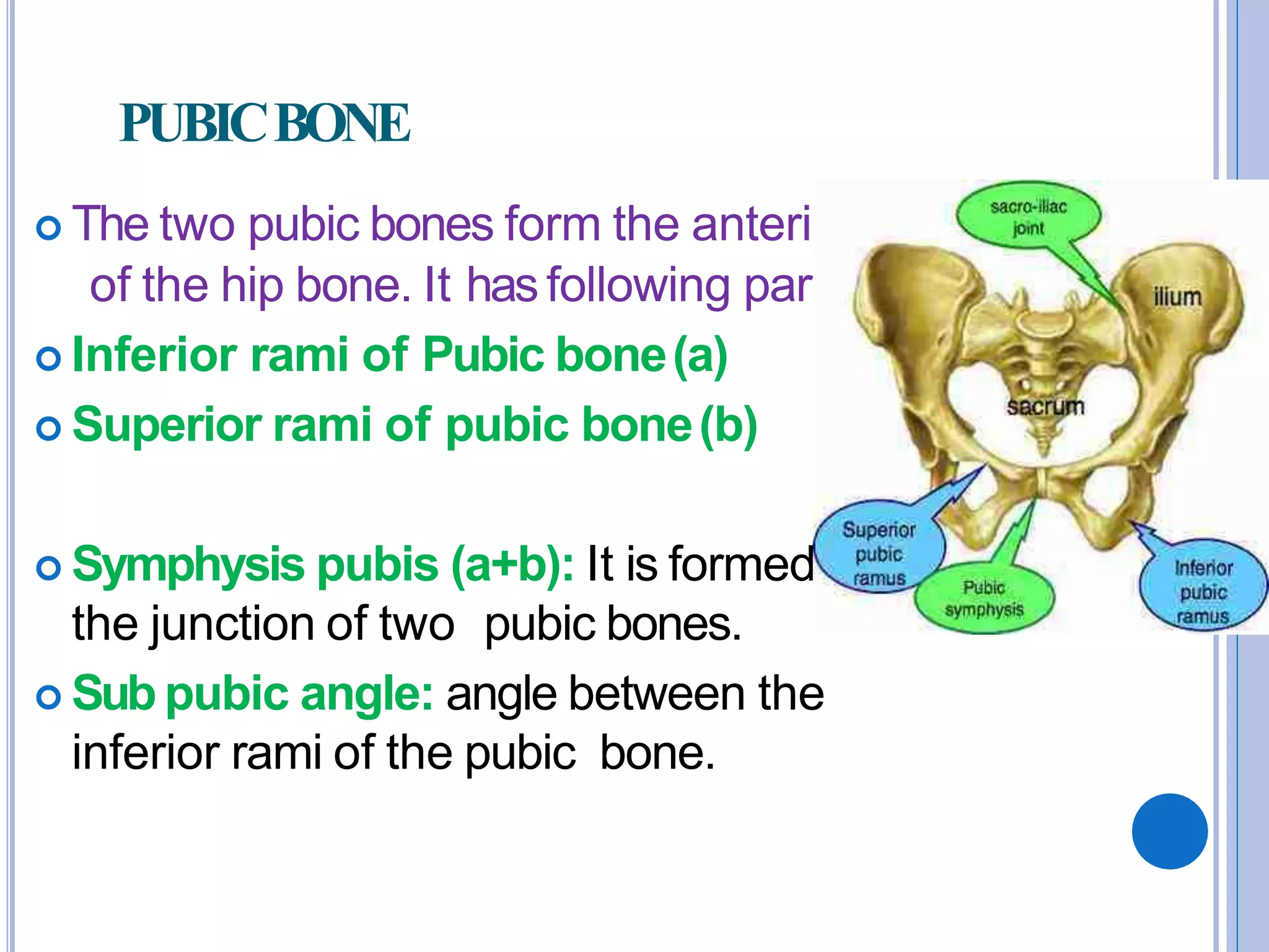 female pelvis (1).pptx