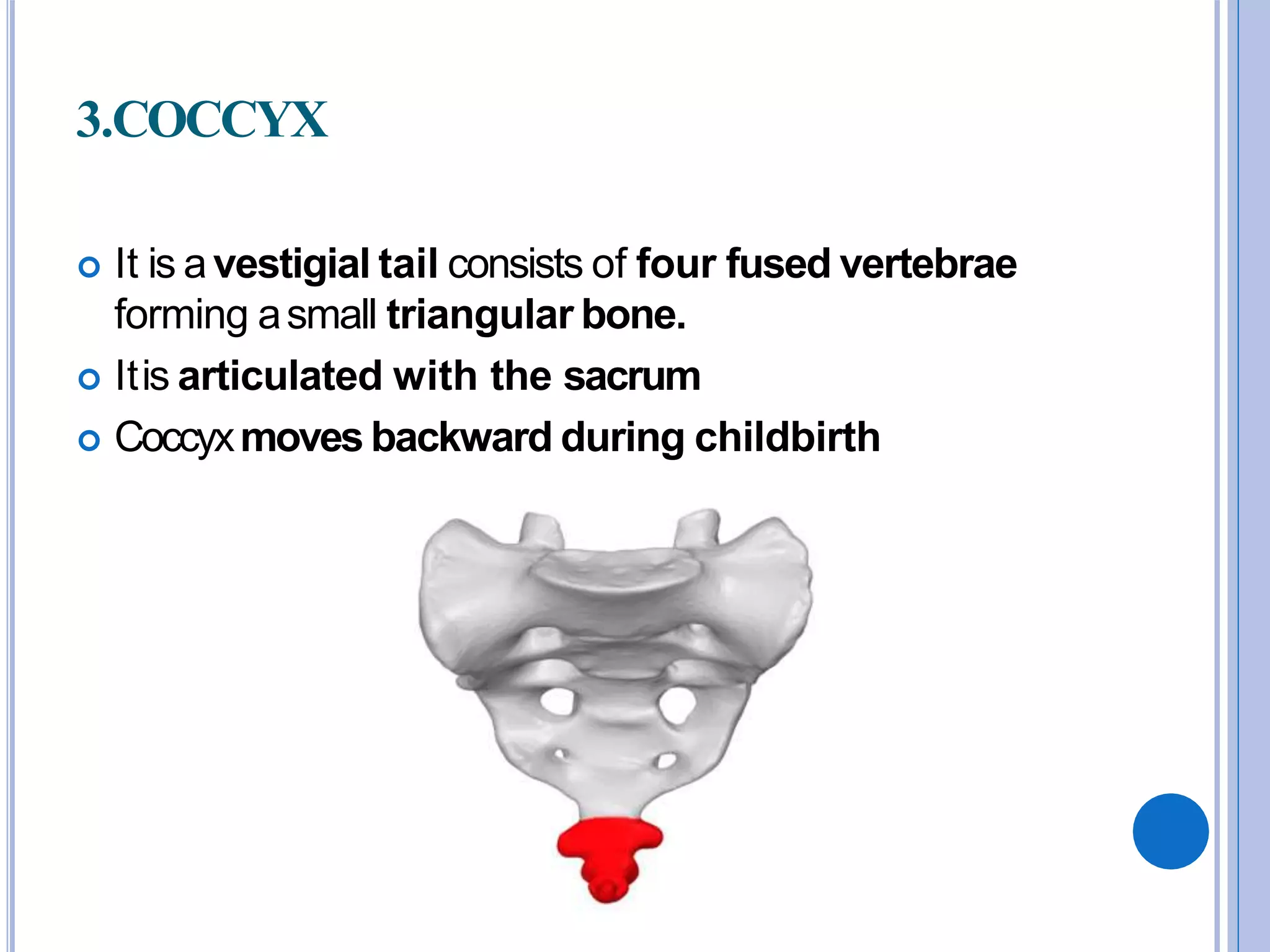 female pelvis (1).pptx