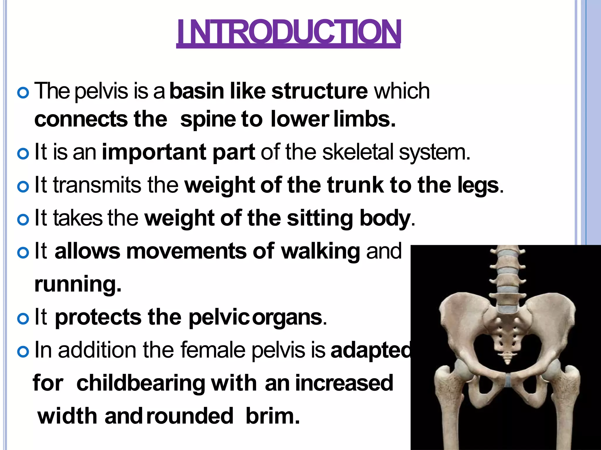 female pelvis (1).pptx
