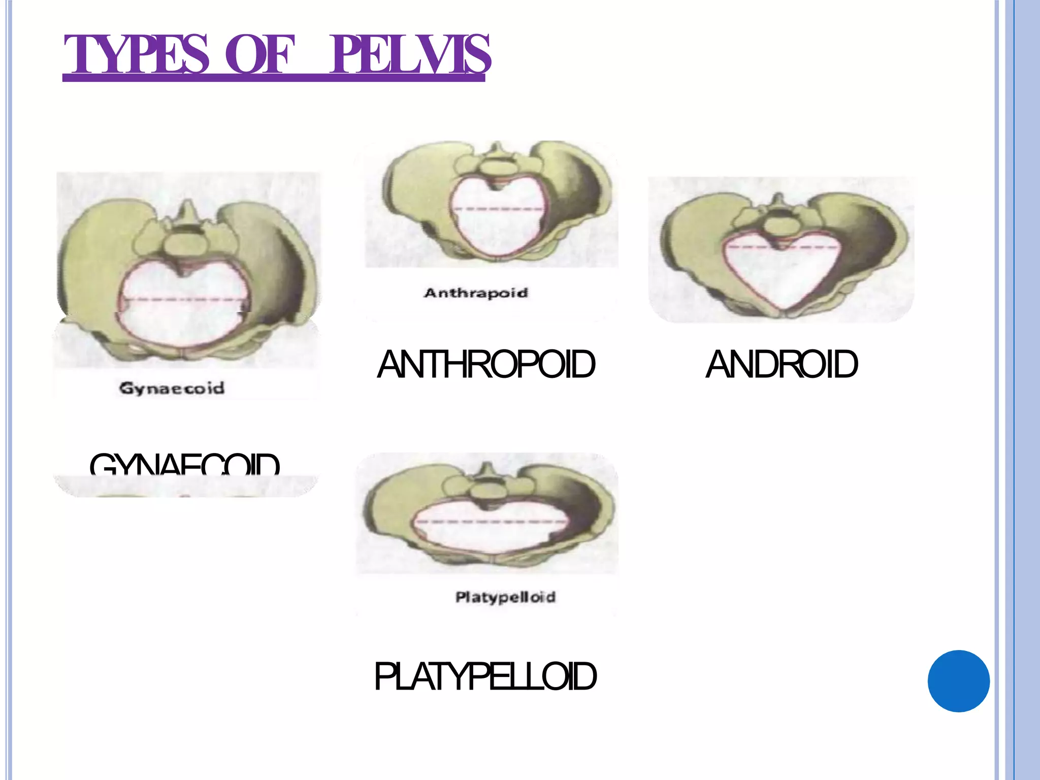 female pelvis (1).pptx