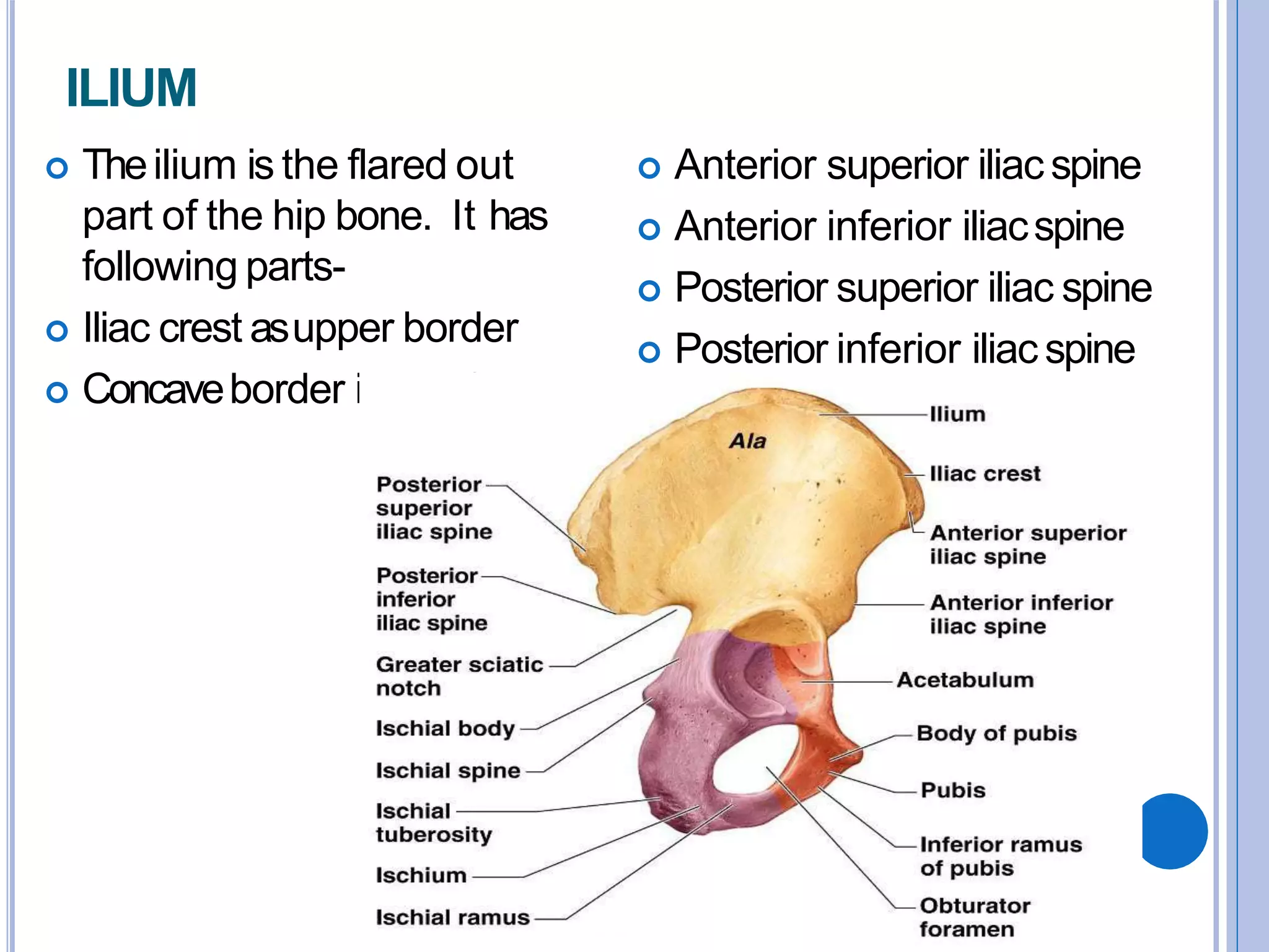 female pelvis (1).pptx