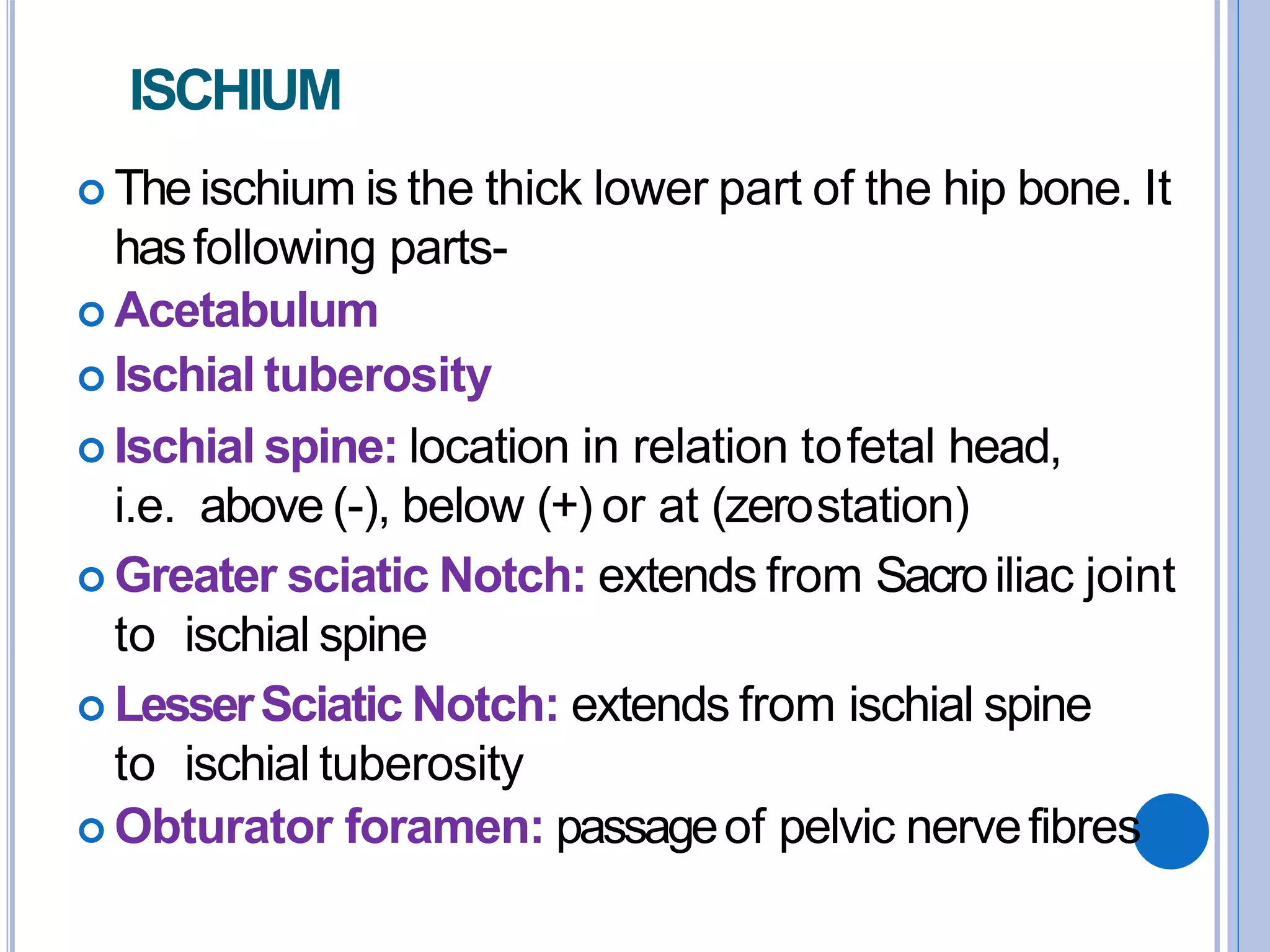 female pelvis (1).pptx