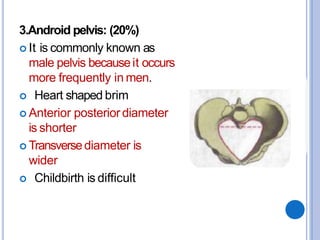 female pelvis (1).pptx