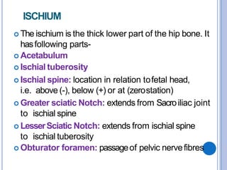 female pelvis (1).pptx