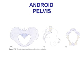 Female pelvis and Fetal head Obstetrics and Gynaecology.ppt