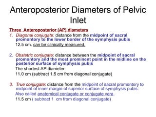 Female pelvis and Fetal head Obstetrics and Gynaecology.ppt