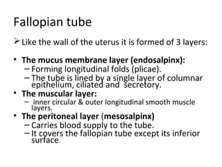 Female pelvis(content) | PPT