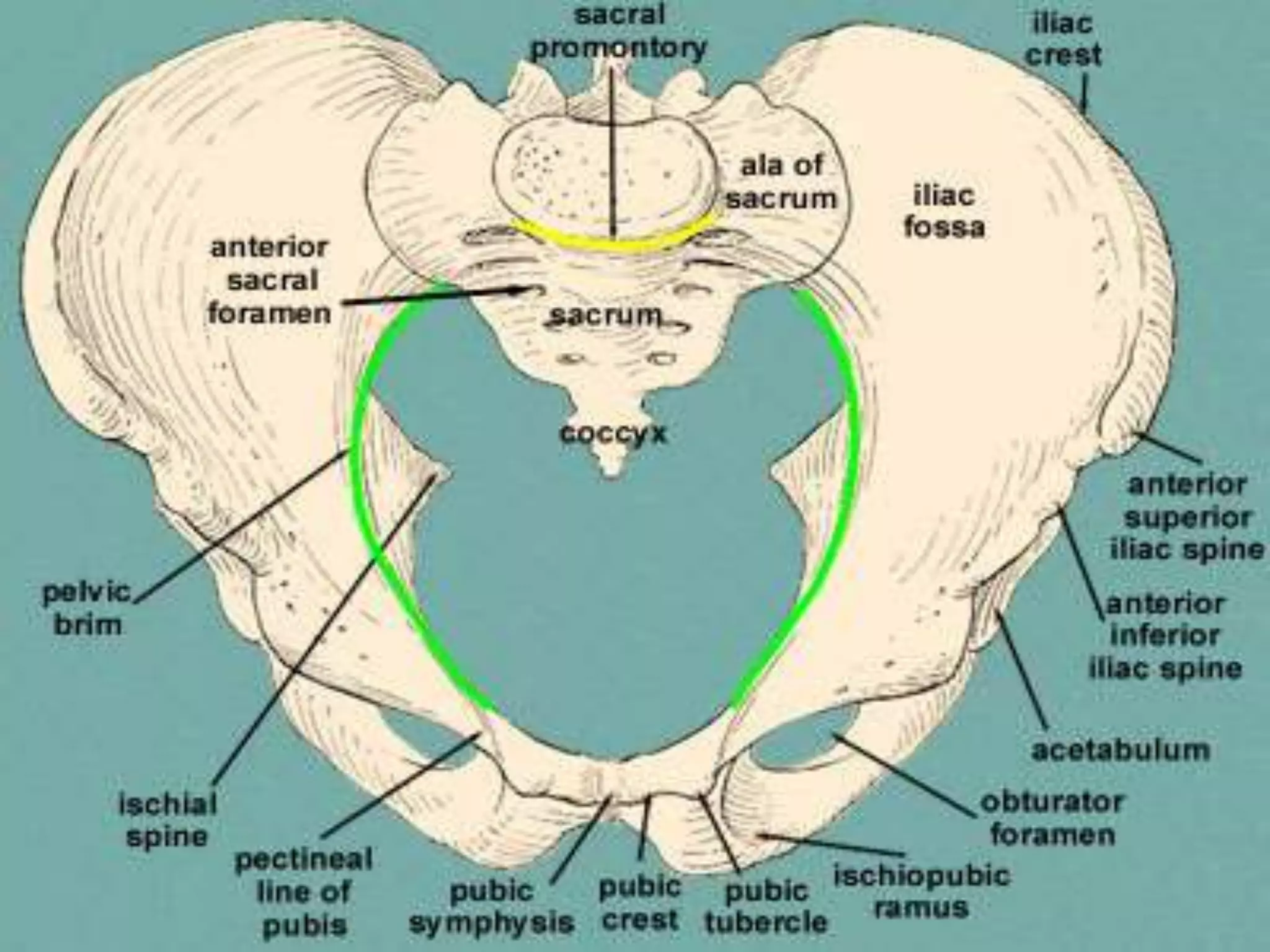 female pelvisFINAL.ppt