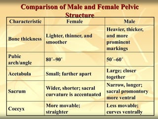 female pelvisFINAL.ppt