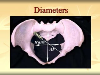female pelvisFINAL.ppt