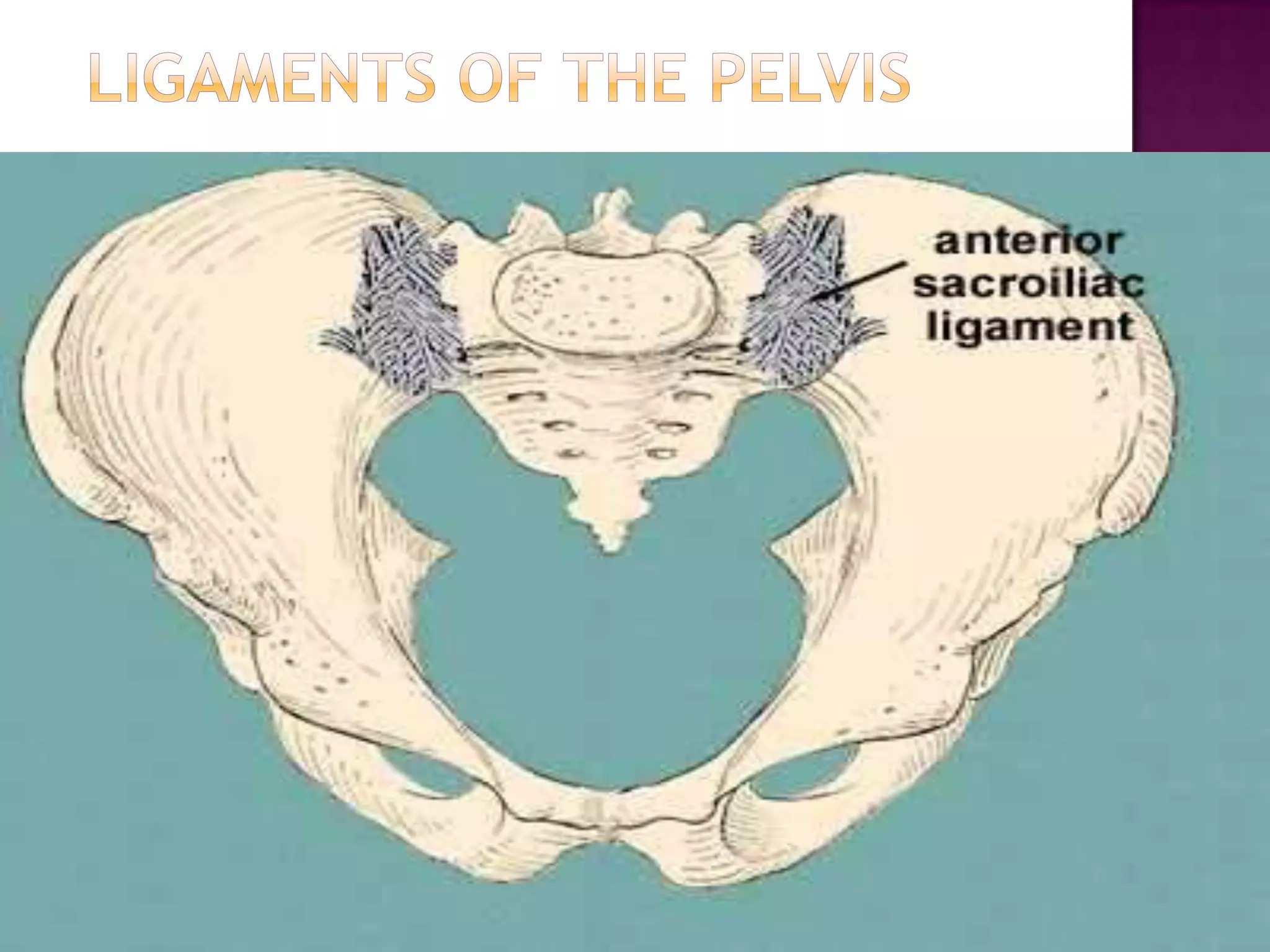 Female pelvis ppt | PPTX