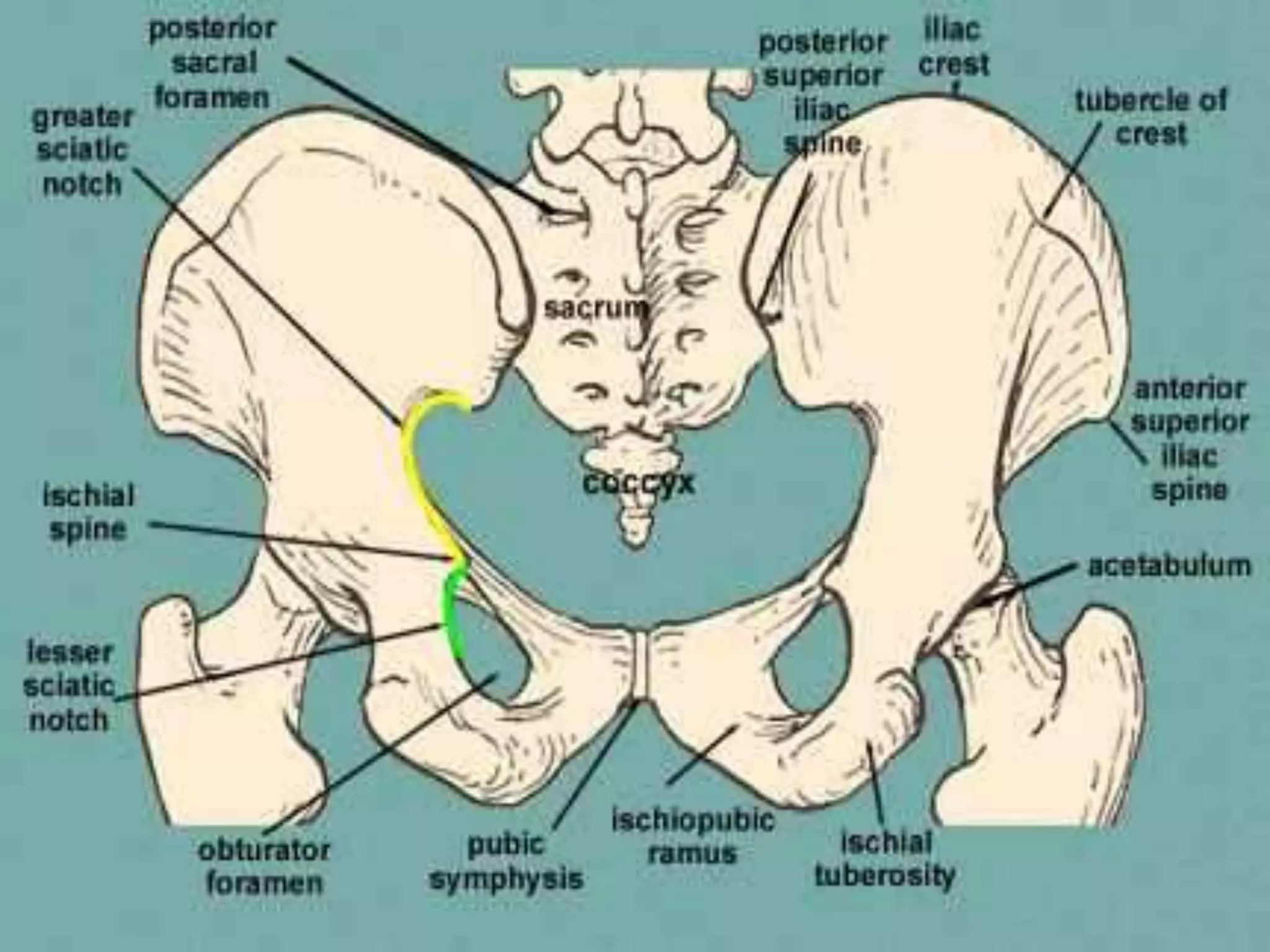 Female pelvis ppt | PPTX