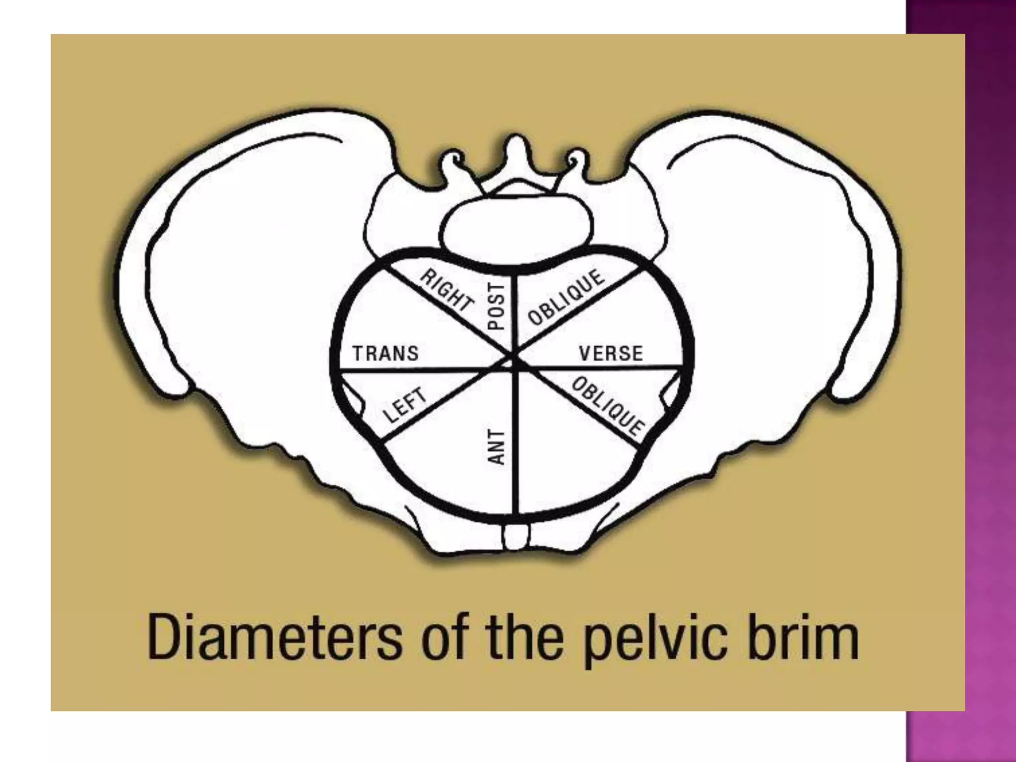 Female pelvis ppt | PPTX