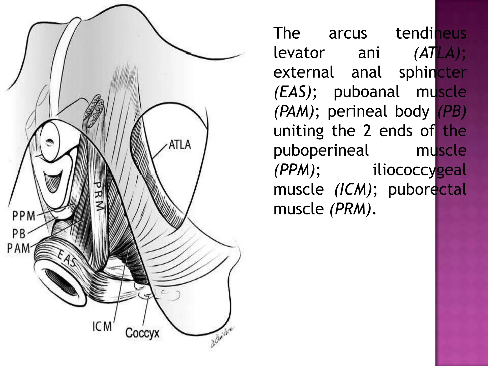 Female pelvis ppt | PPTX