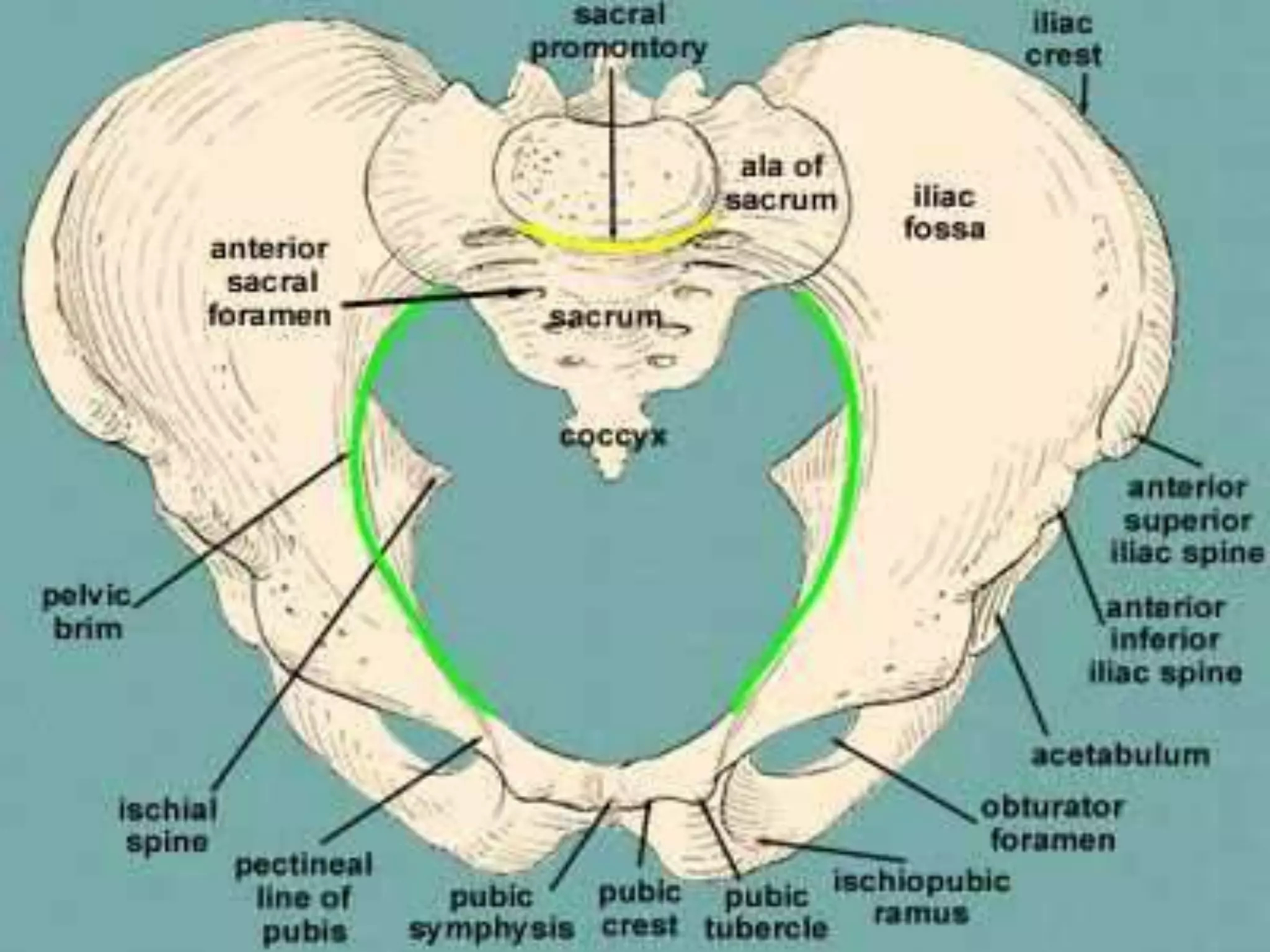 Female pelvis ppt | PPTX