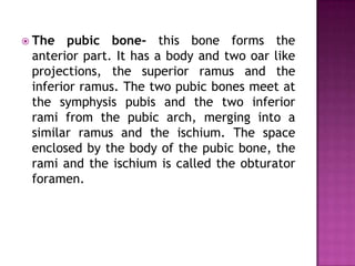 Female pelvis ppt | PPTX