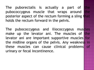 Female pelvis ppt | PPTX