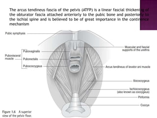 Female pelvis ppt | PPTX