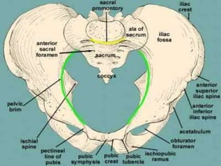 Female pelvis ppt | PPTX