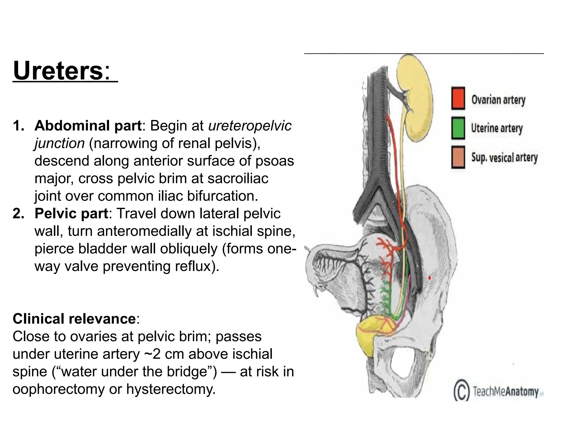 female_pelvis_surgical_relevance_anatomy | PPTX