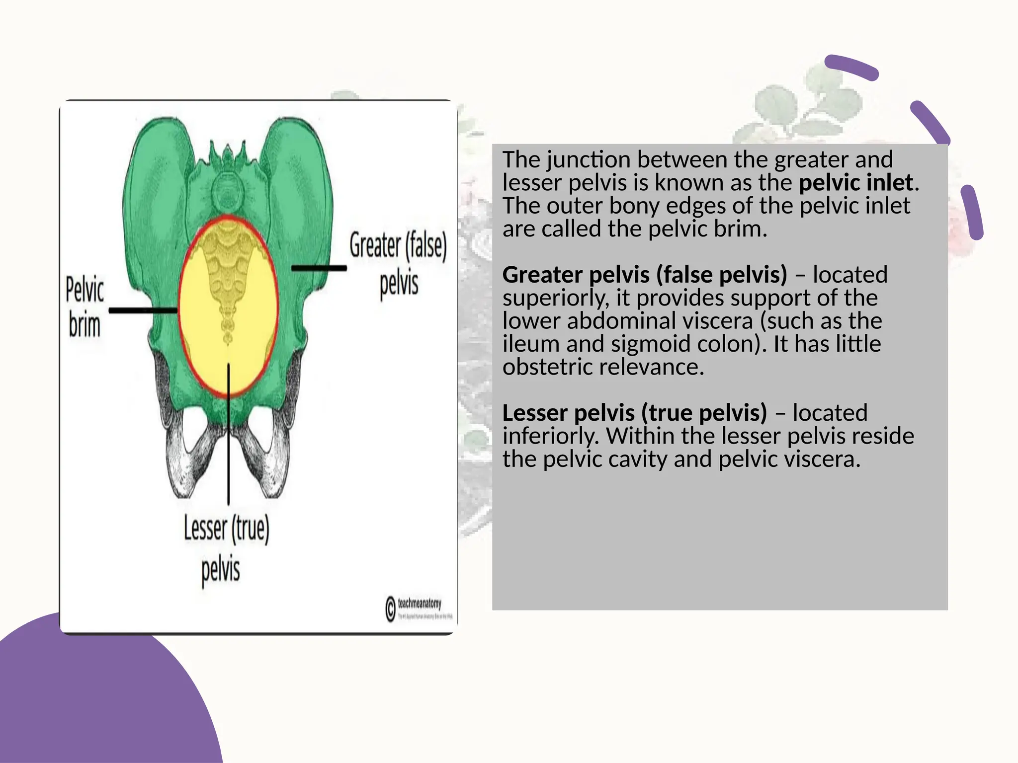 female_pelvis_surgical_relevance_anatomy | PPTX