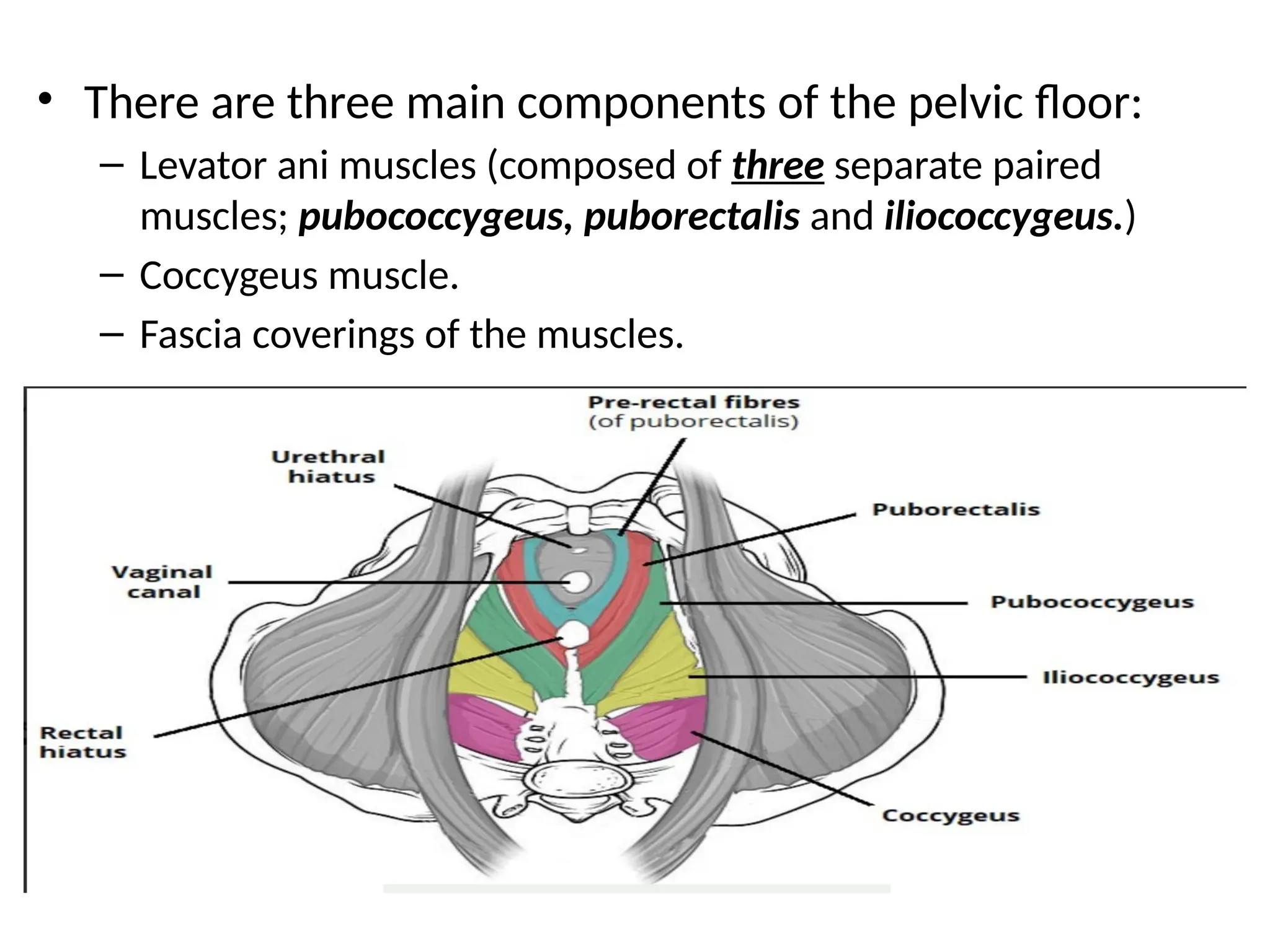 female_pelvis_surgical_relevance_anatomy | PPTX