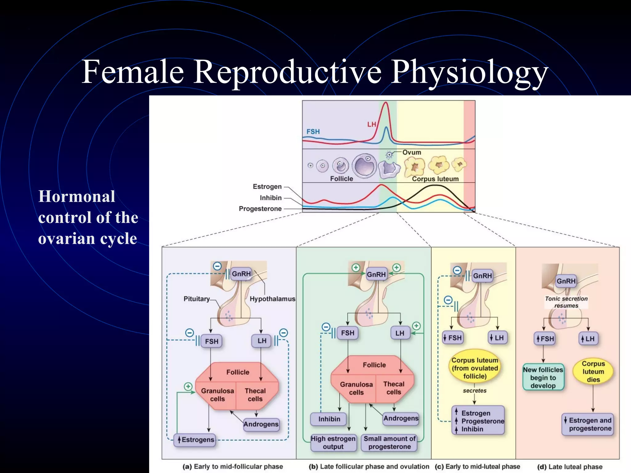 Female repproductive physiology | PPT
