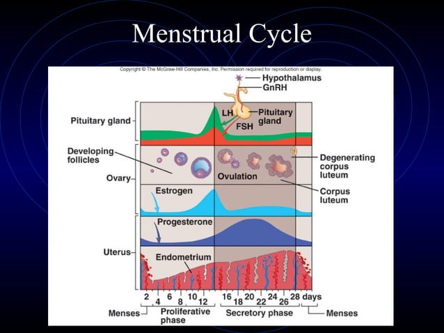 Female repproductive physiology | PPT | Infertility | Reproductive Health