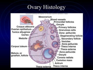 Female repproductive physiology | PPT