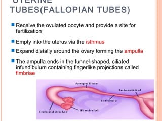 Female reprod sys.ppt