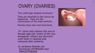 Female Reproduction.pptx for biology grade 12 | PPTX