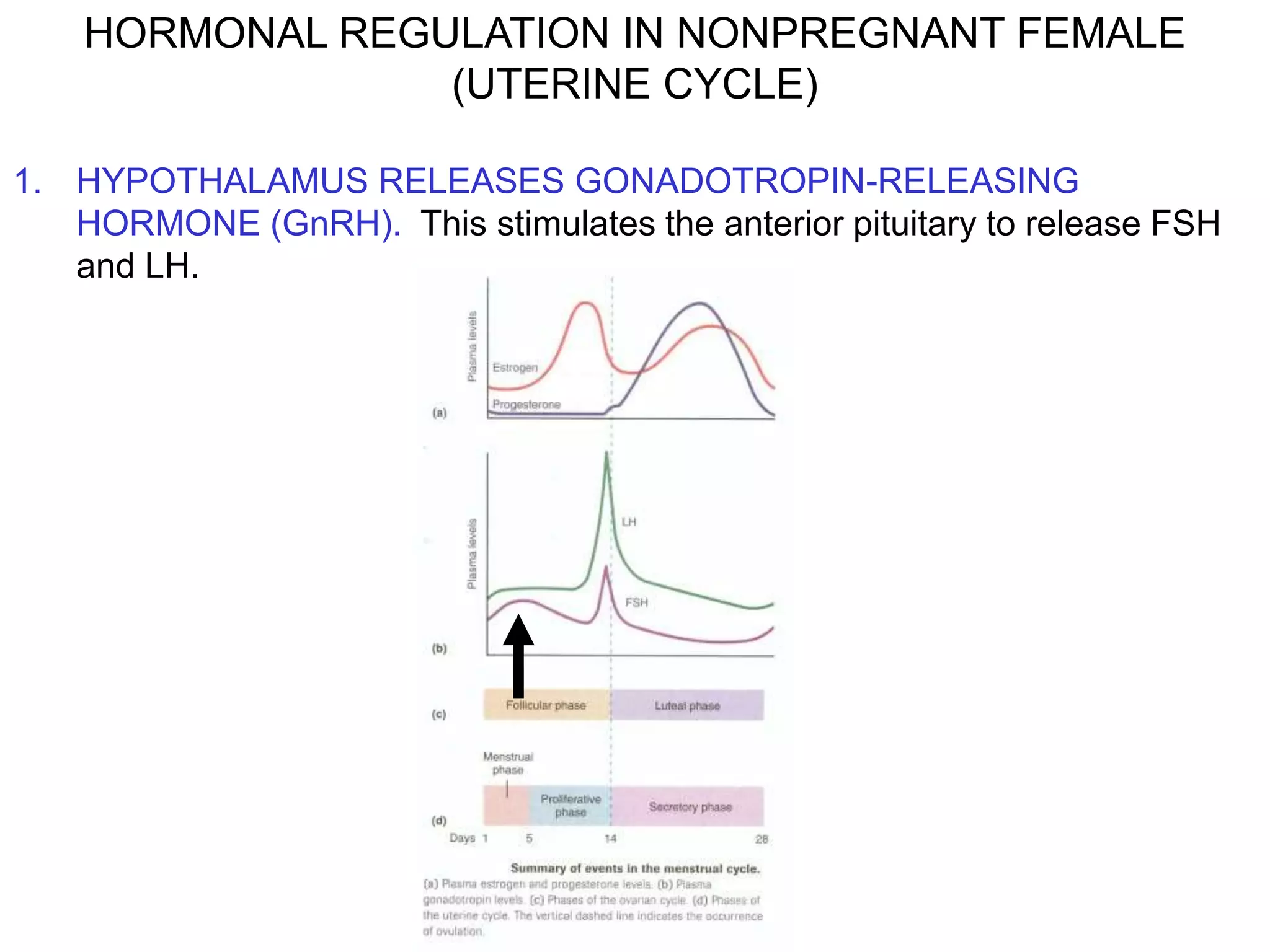 female_reproduction_hormone_cycle.ppt | Infertility | Reproductive Health